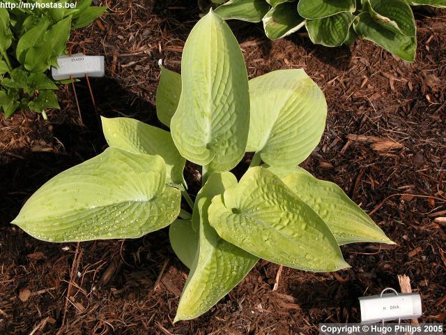 MyHostas Database: Info about Hosta Diva