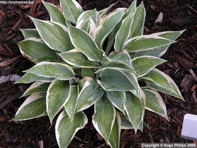 MyHostas Database: Info about Hosta Yin