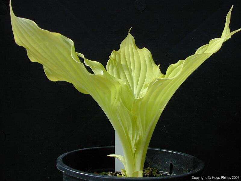 MyHostas Database: Info about Hosta Ophir